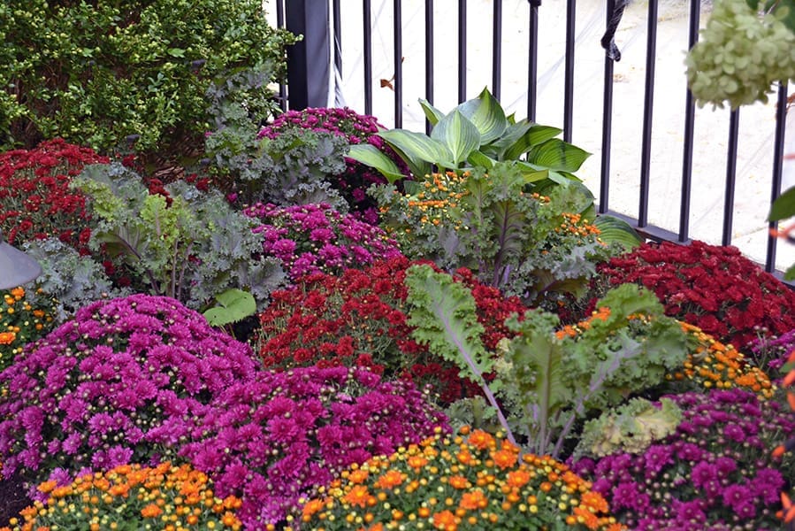 Fall Annuals Portfolio - Topiarius